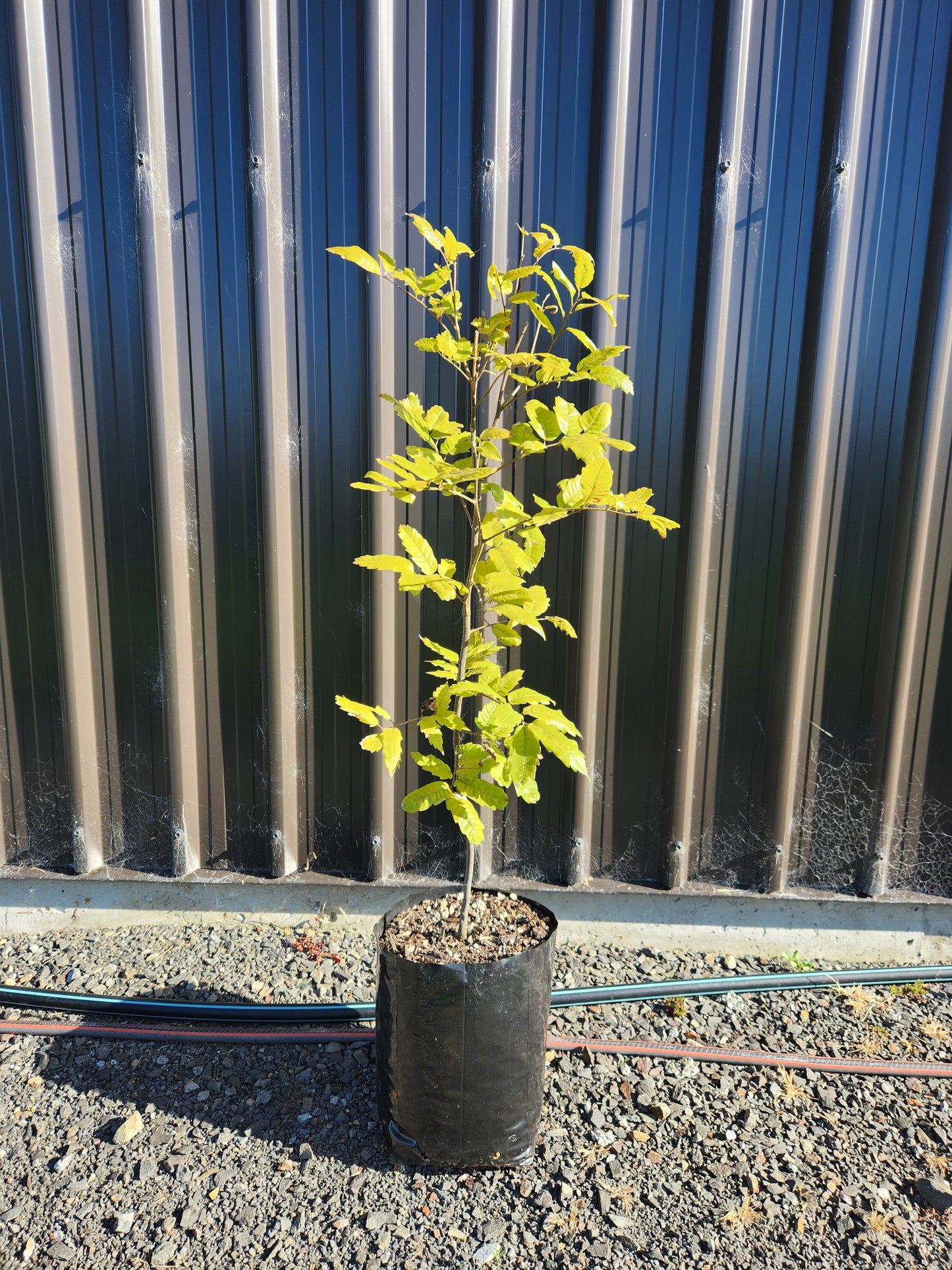 Alectryon excelsus (Titoki) Tree – Plant Source