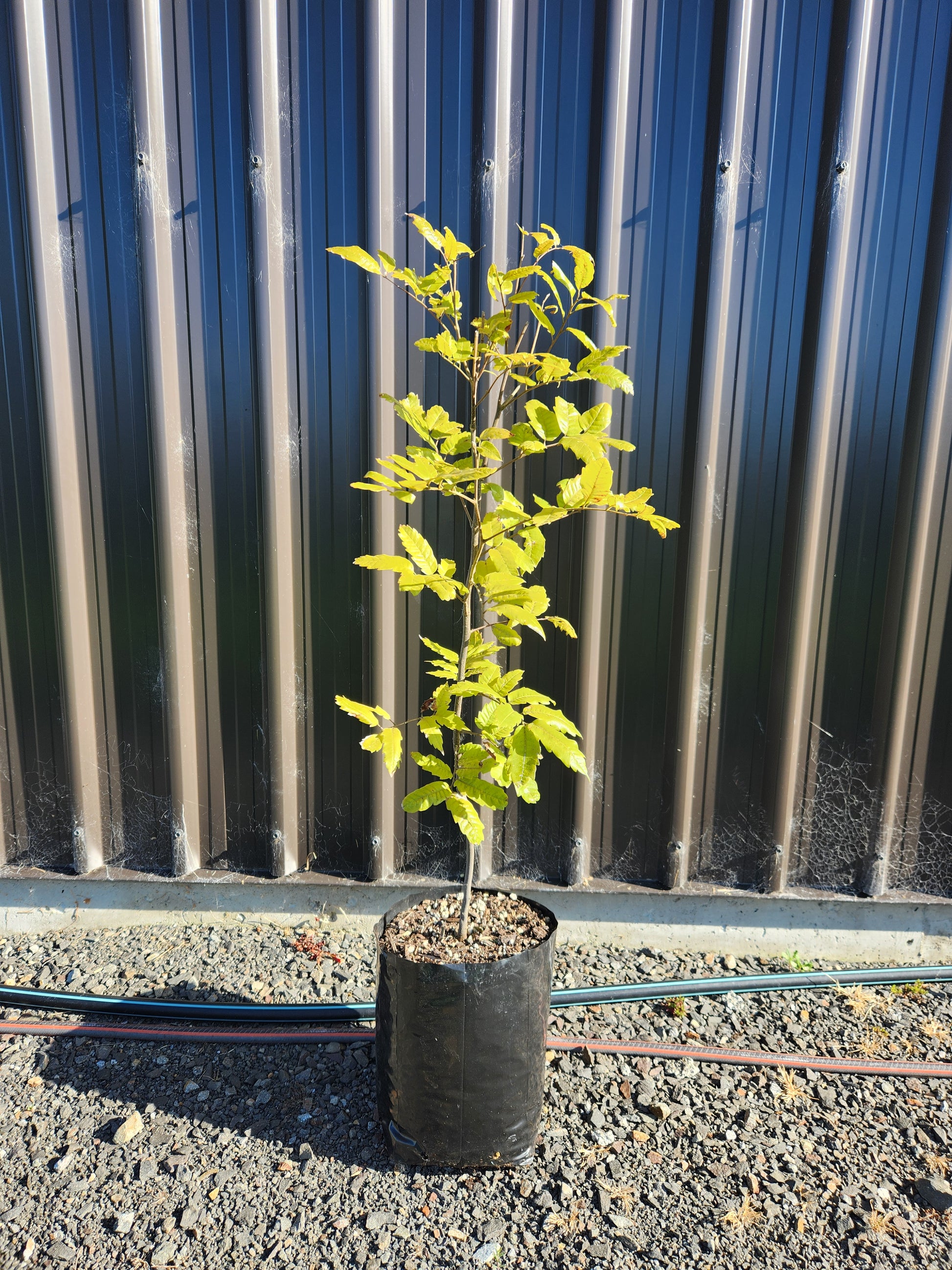 Alectryon excelsus (Titoki) Tree – Plant Source